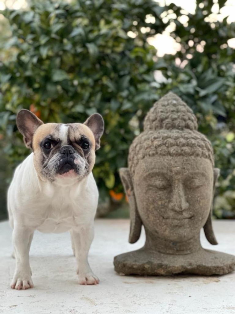 Bulldog francés. Úlcera indolente o de bordes desprendidos - IVO