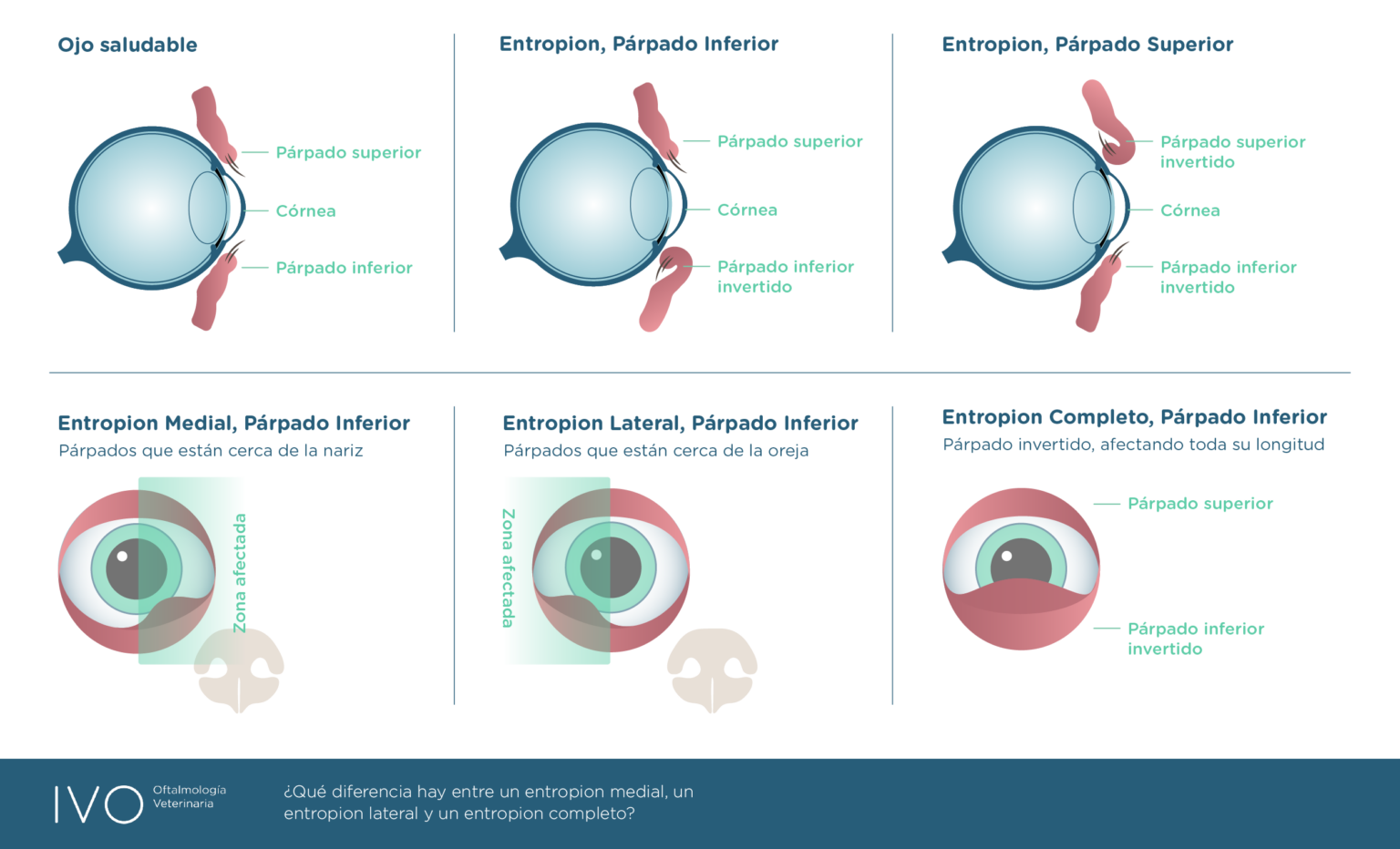 Entropion y ulceraciones corneales en perros. Caso Soca. - IVO