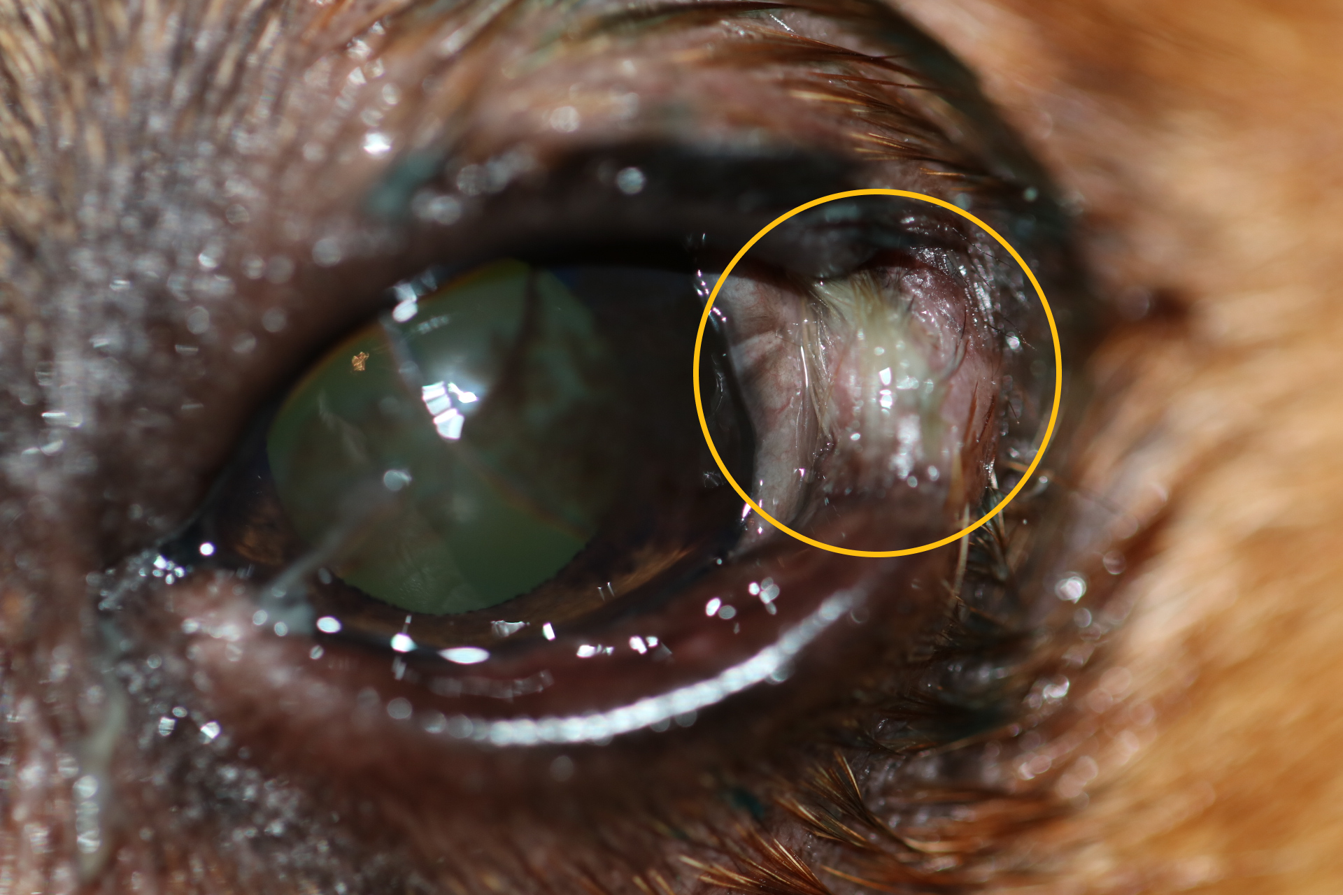 Qué Causa Los Quistes De Perro